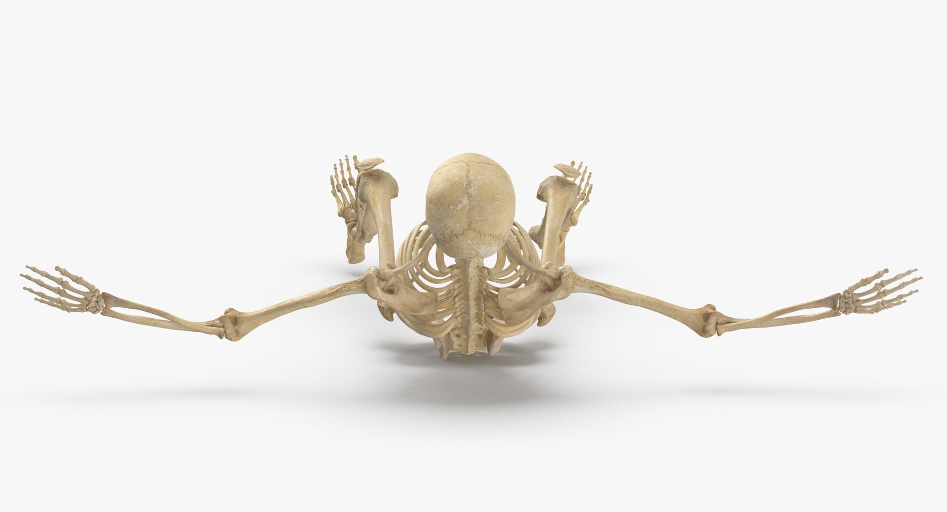 Real human female skeleton model - TurboSquid 1676262