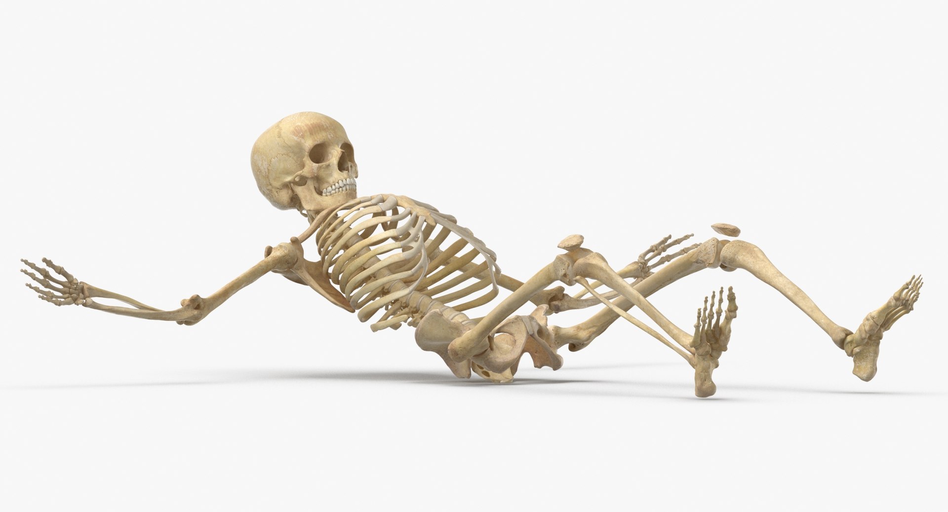 Real human female skeleton model - TurboSquid 1676262