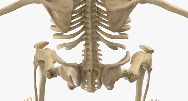 Real human female skeleton model - TurboSquid 1676262