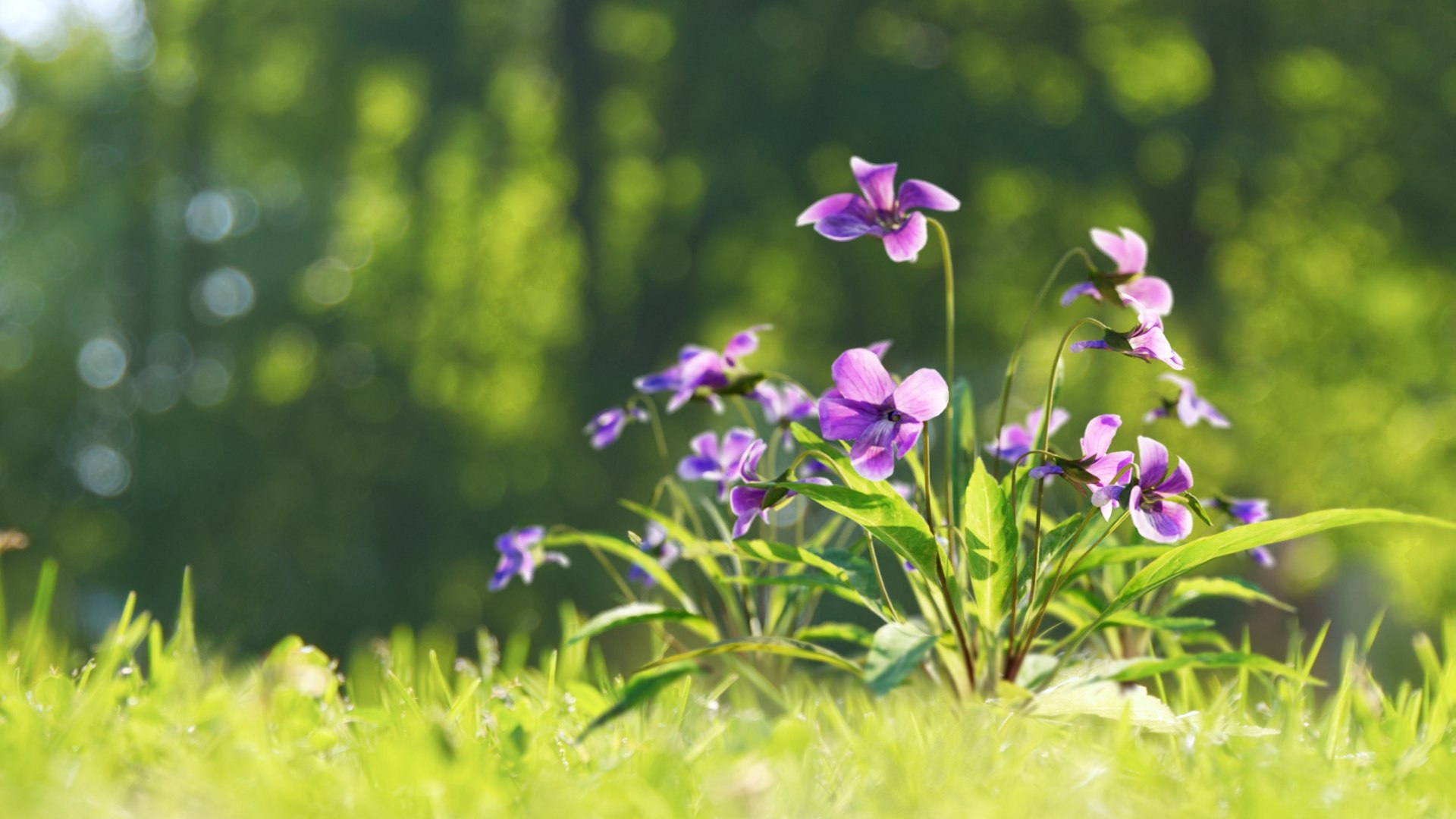 3D Viola Philippica 3D Flower - TurboSquid 2068041