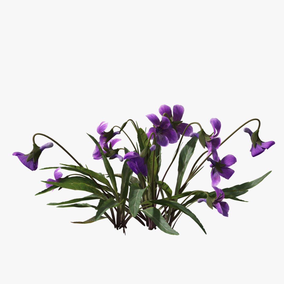 3D Viola philippica 3D Flower - TurboSquid 2068041