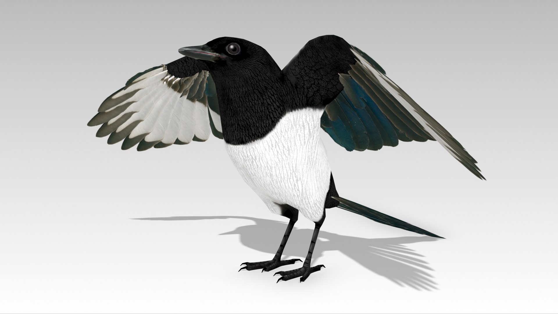3D Magpie Model - TurboSquid 2017888