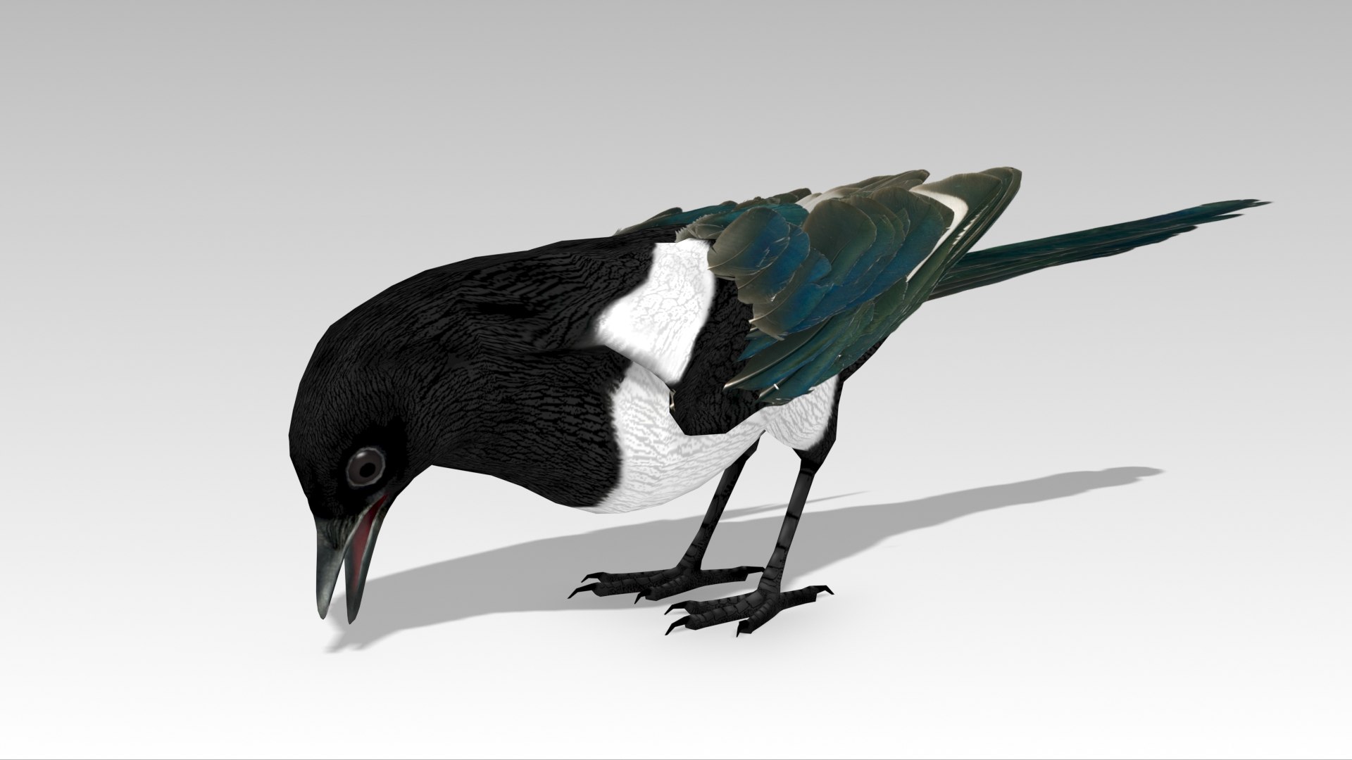 3D Magpie Model - TurboSquid 2017888