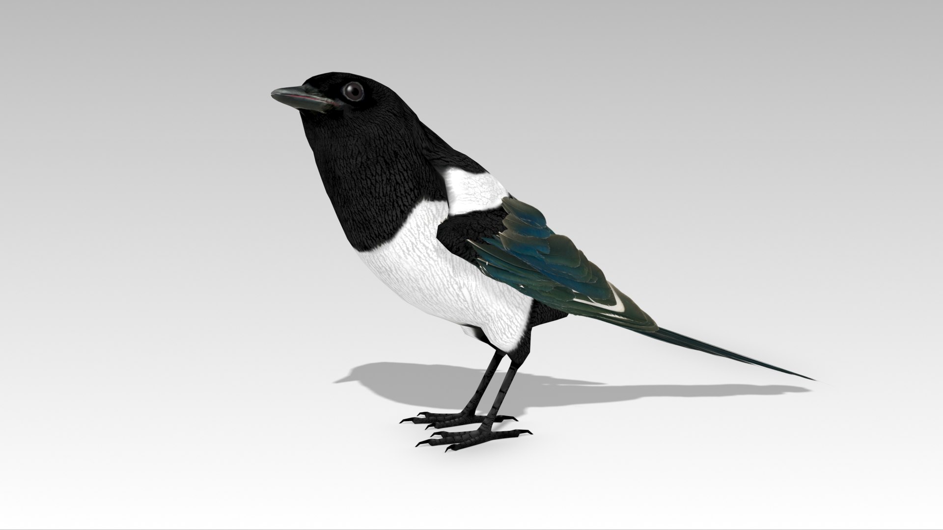 3D Magpie Model - TurboSquid 2017888