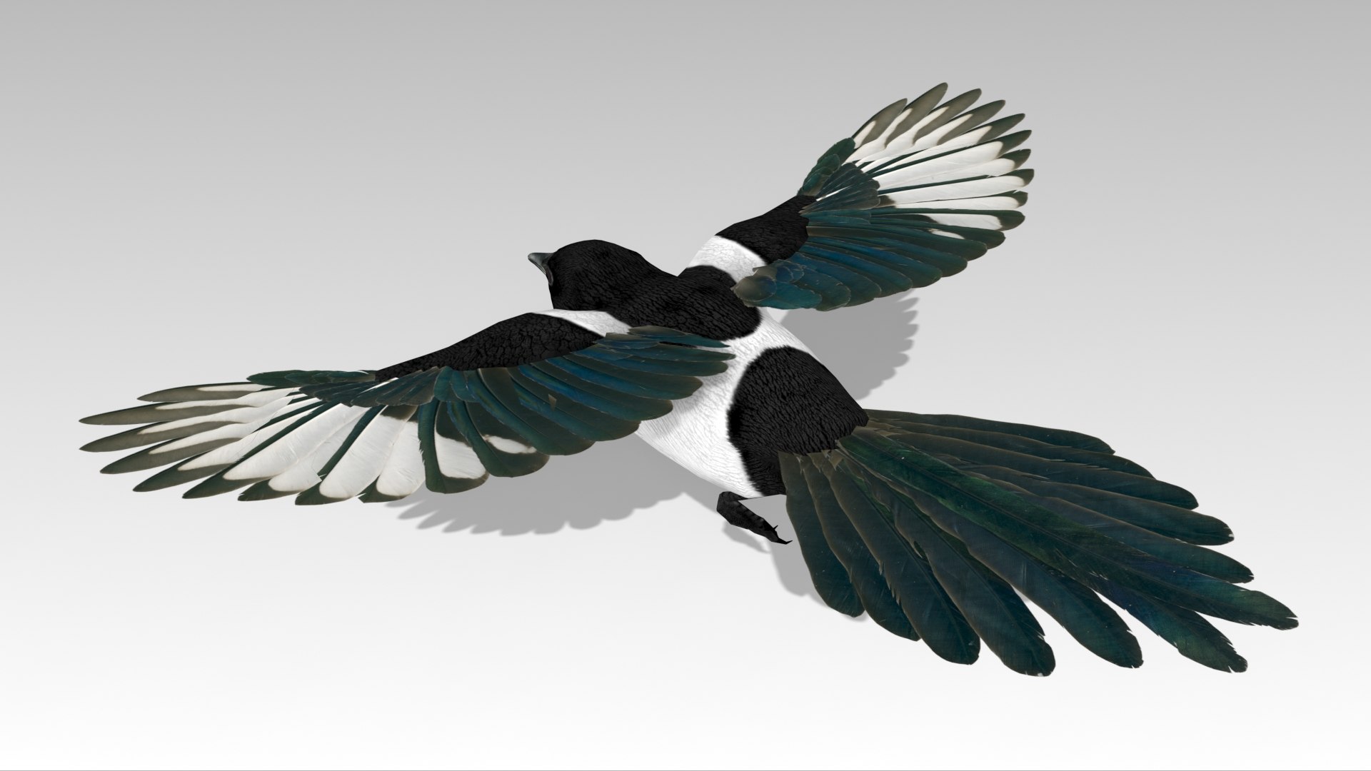 3D Magpie Model - TurboSquid 2017888