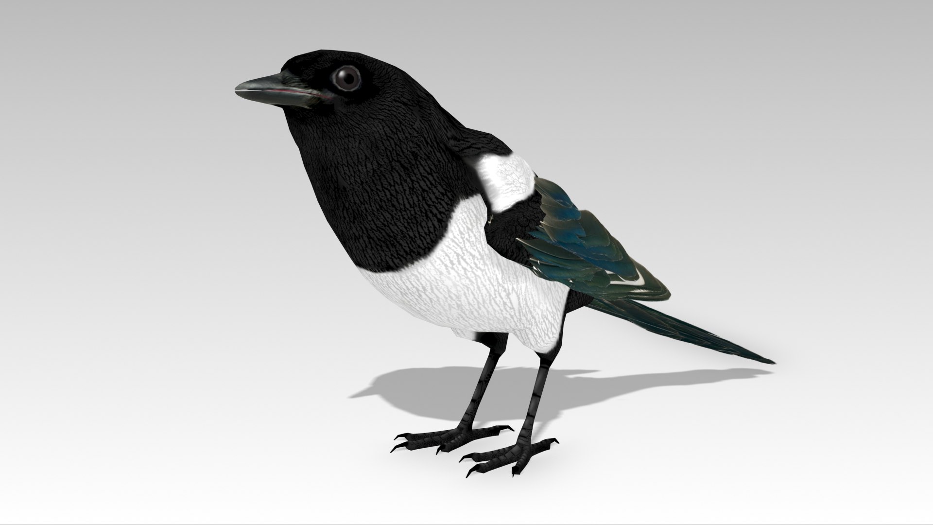 3D Magpie Model - TurboSquid 2017888