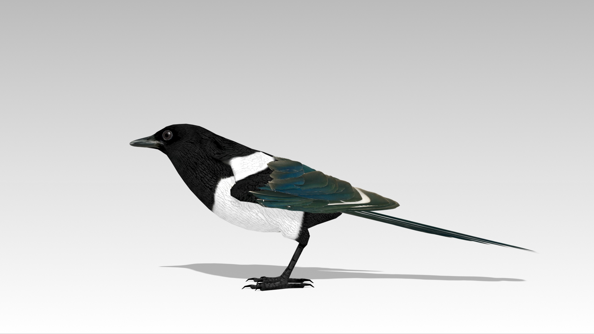 3D Magpie Model - TurboSquid 2017888