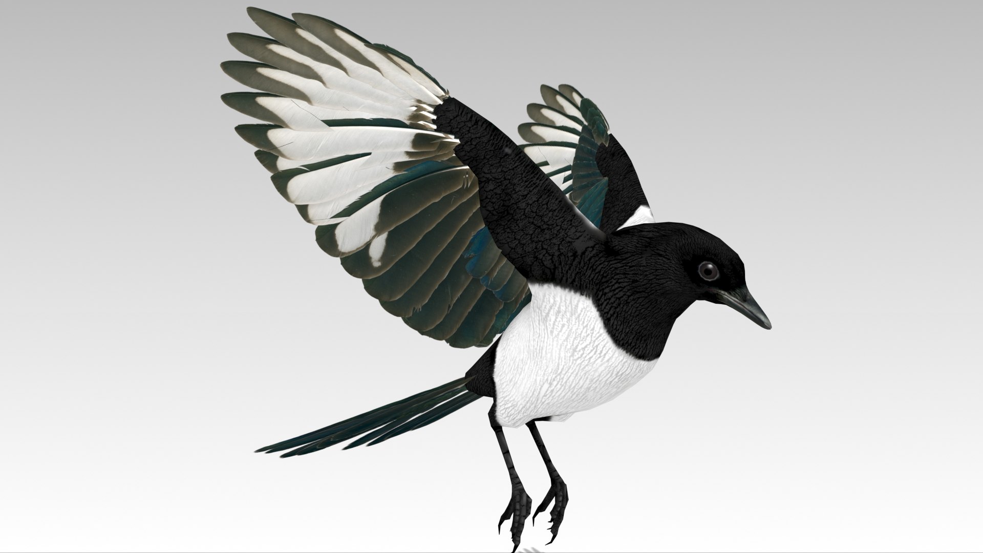 3D Magpie Model - TurboSquid 2017888