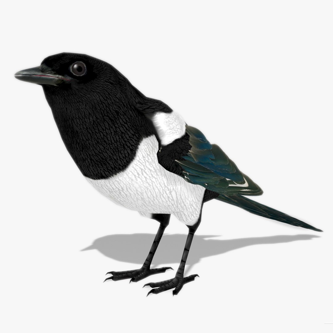 3D Magpie Model - TurboSquid 2017888