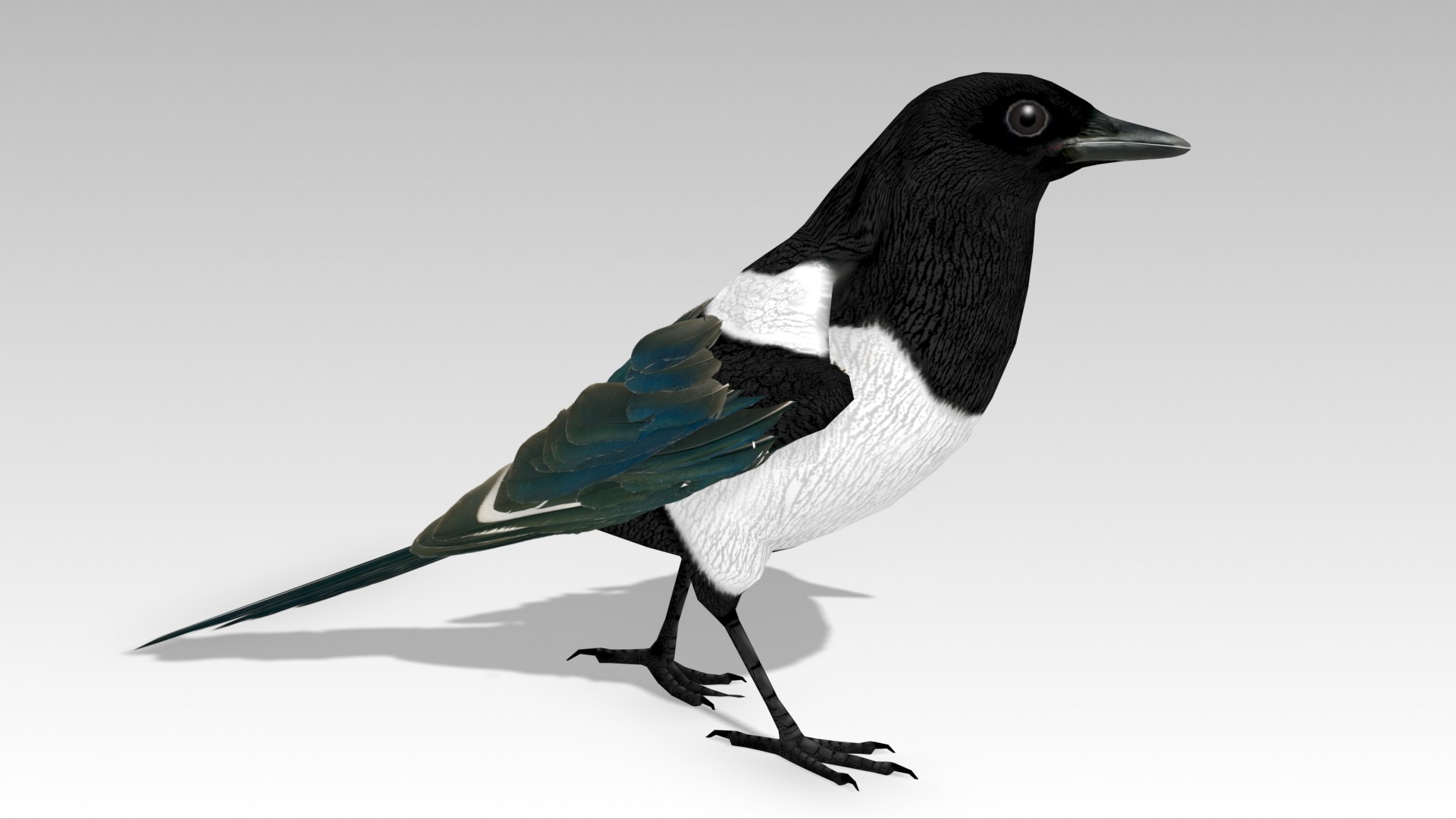 3D Magpie Model - TurboSquid 2017888