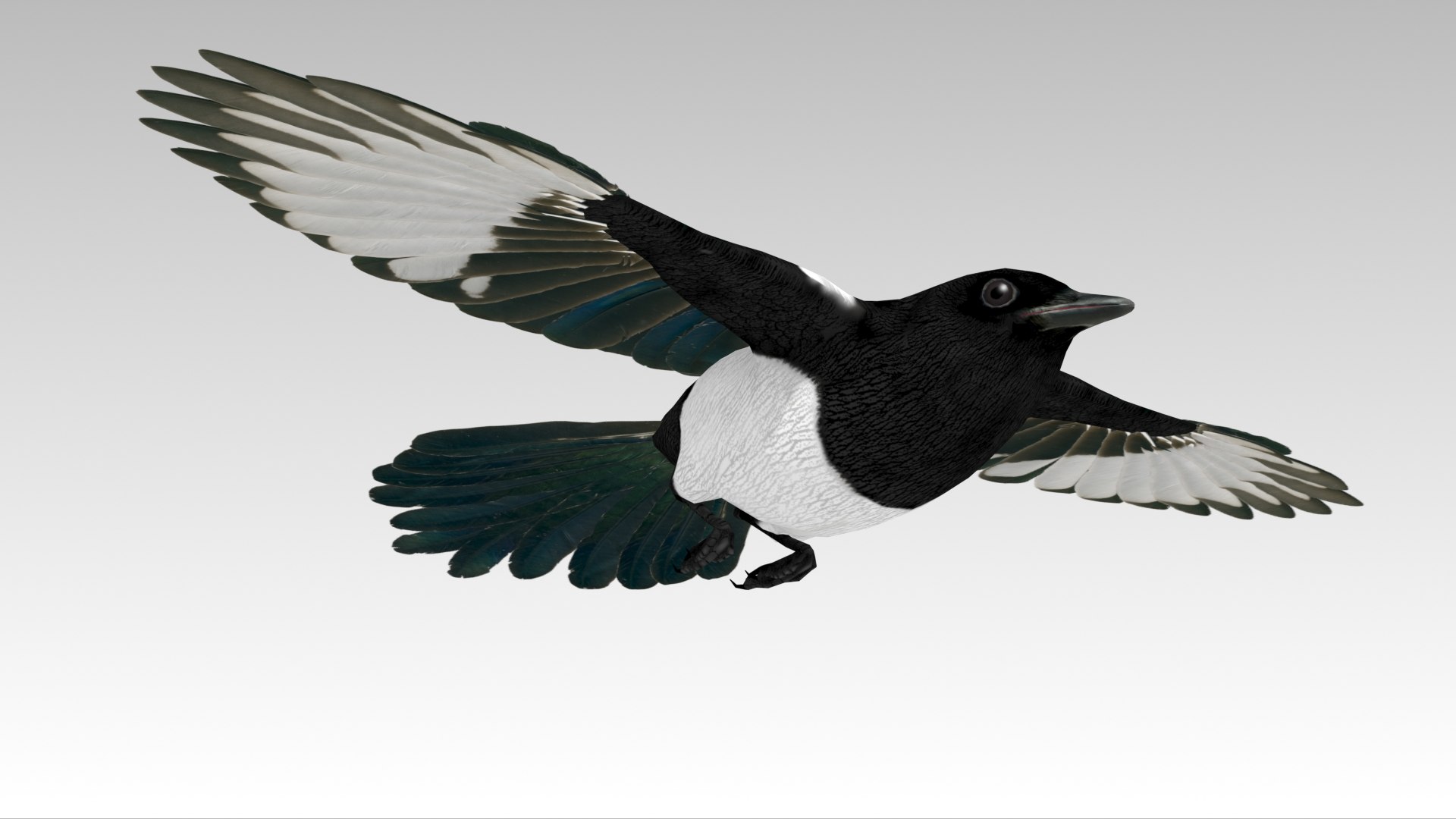 3D Magpie Model - TurboSquid 2017888