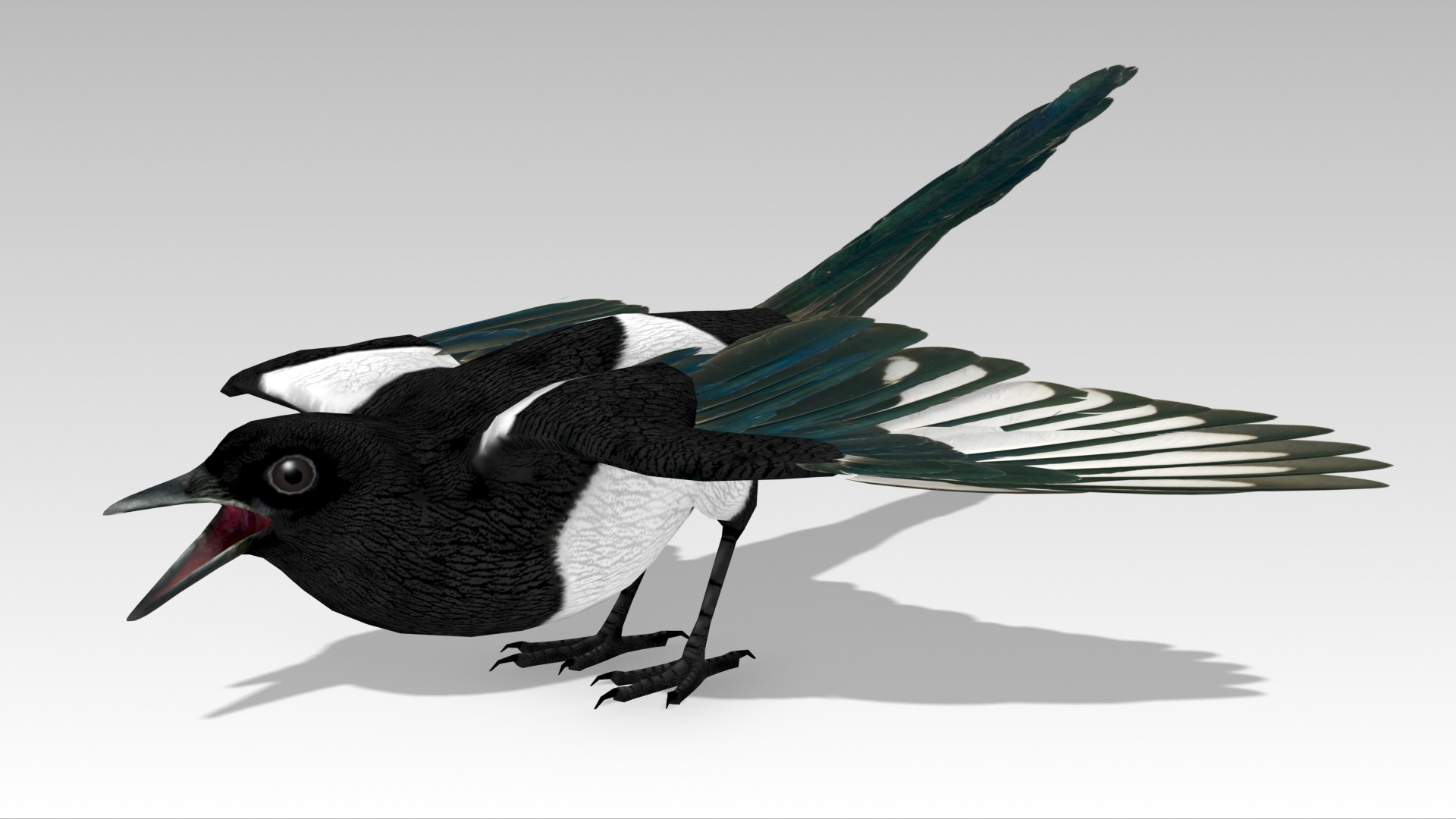 3D Magpie Model - TurboSquid 2017888