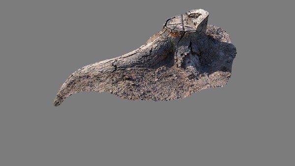 modelo 3d Tronco recortado escaneado 01 - TurboSquid 2156215