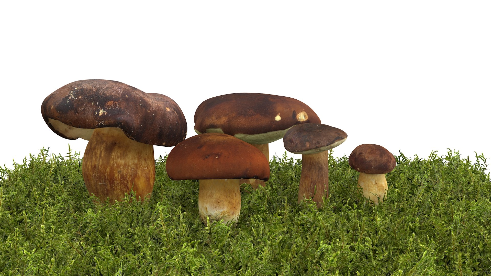 3D Mushrooms With The Forest Moss - TurboSquid 2383636