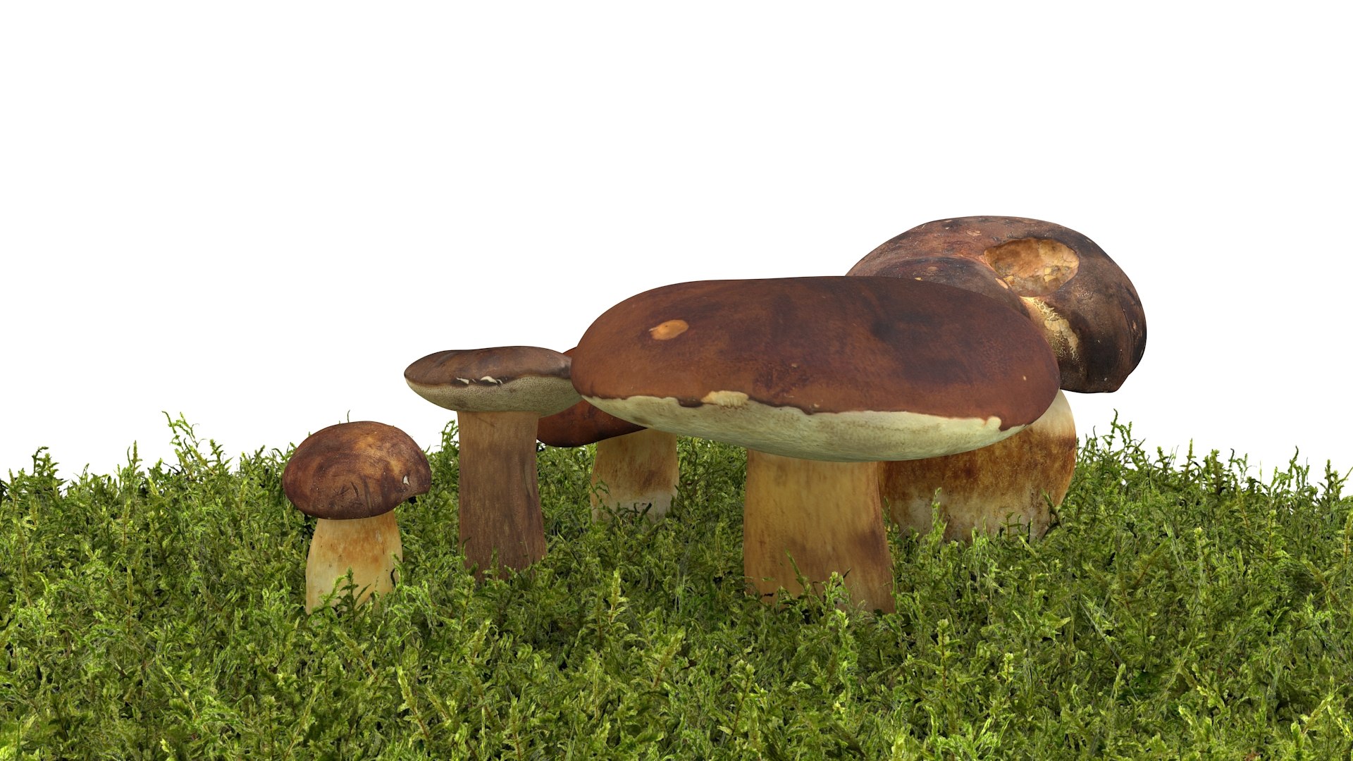 3D Mushrooms With The Forest Moss - TurboSquid 2383636