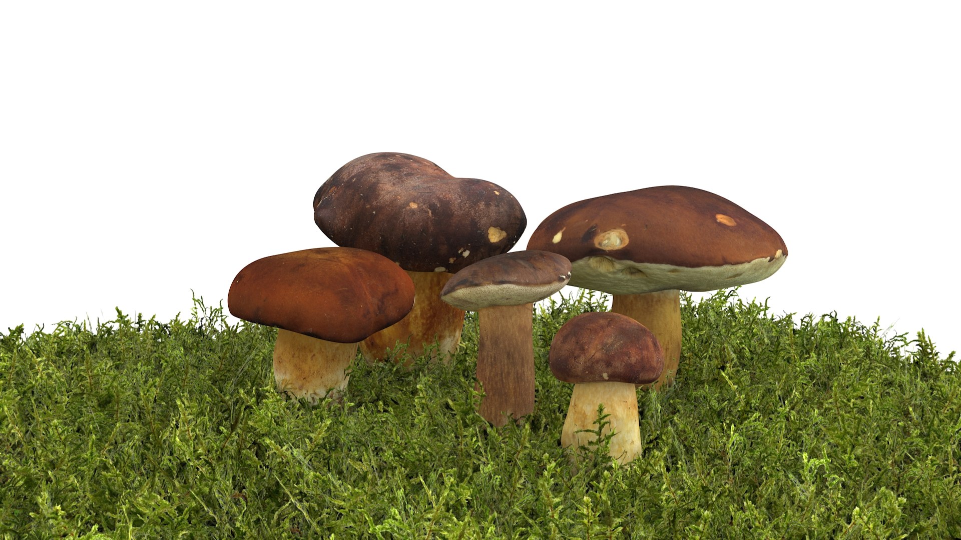 3D Mushrooms With The Forest Moss - TurboSquid 2383636