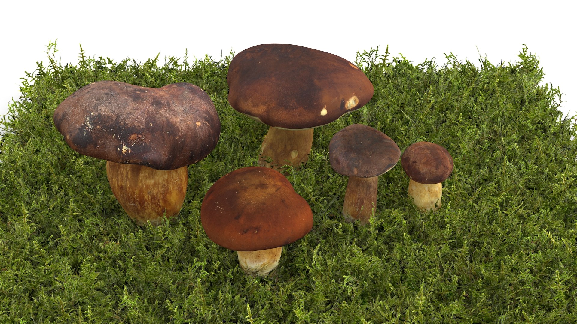 3D Mushrooms With The Forest Moss - TurboSquid 2383636