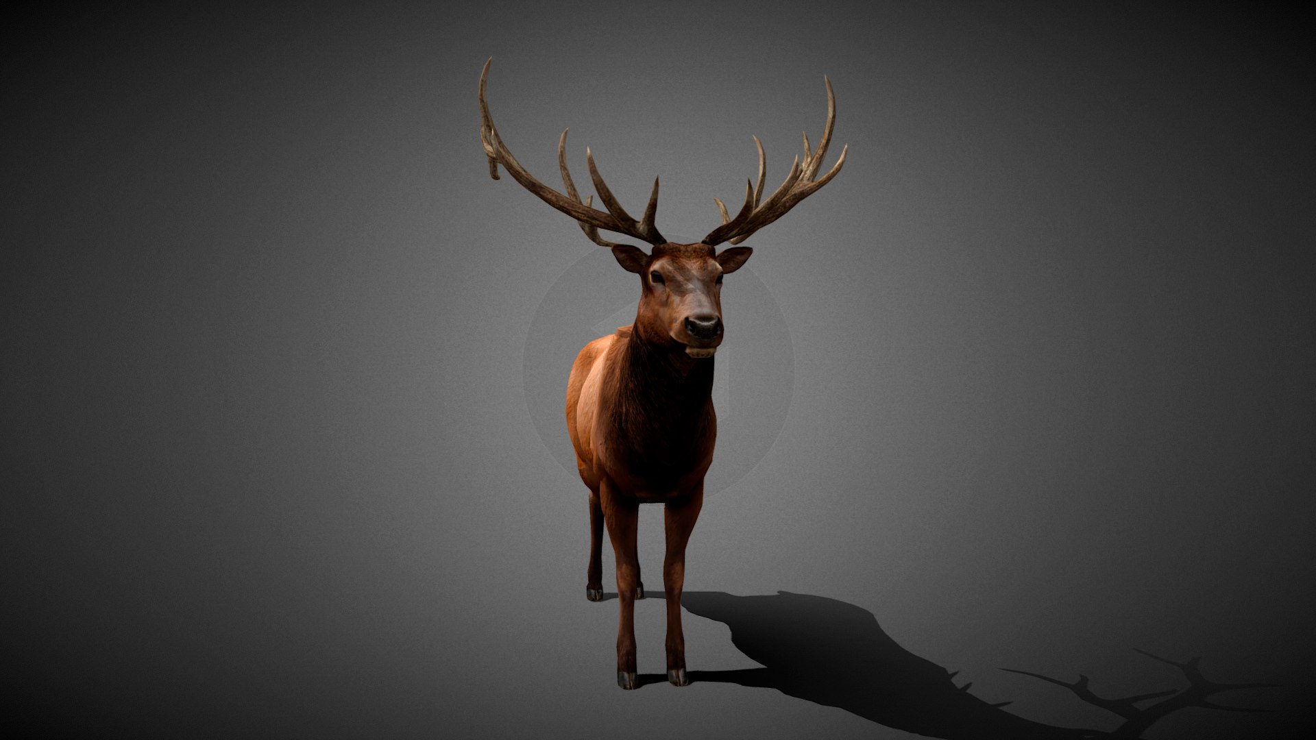 Realistic Animals PACK 3D Model - TurboSquid 2385851
