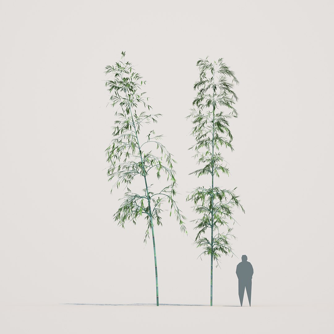 2 tree bamboo max