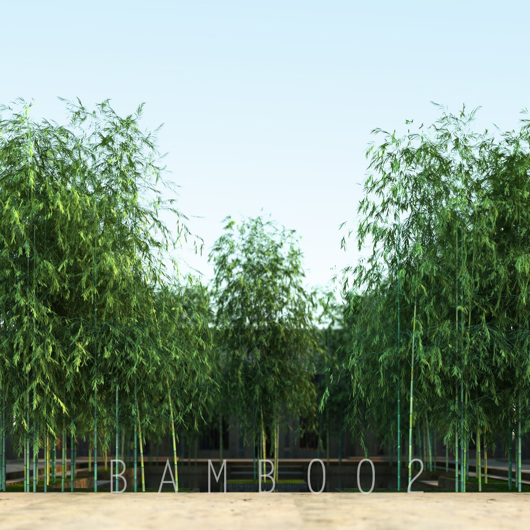 2 tree bamboo max