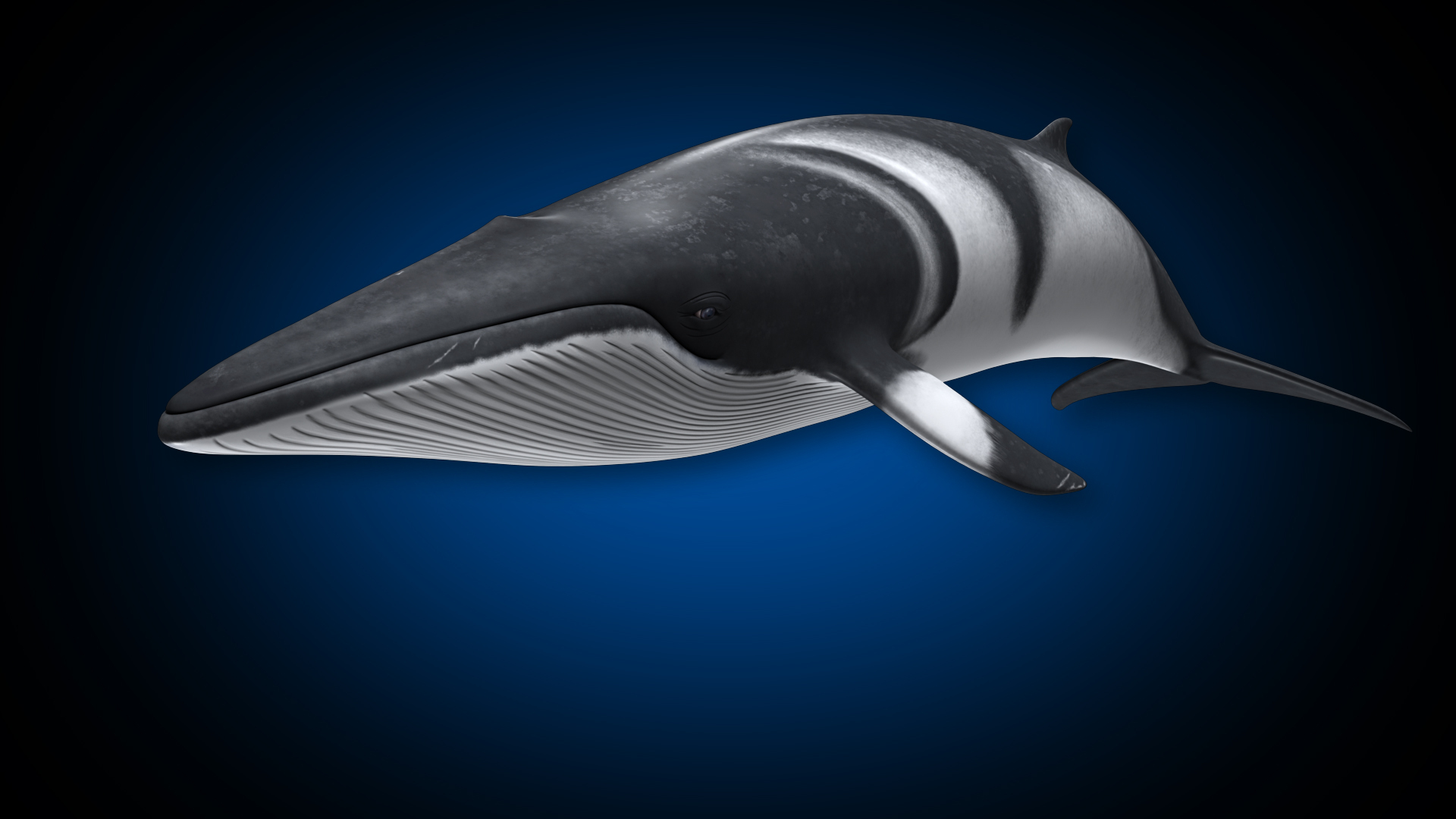 Minke Whale 3D - TurboSquid 2148501