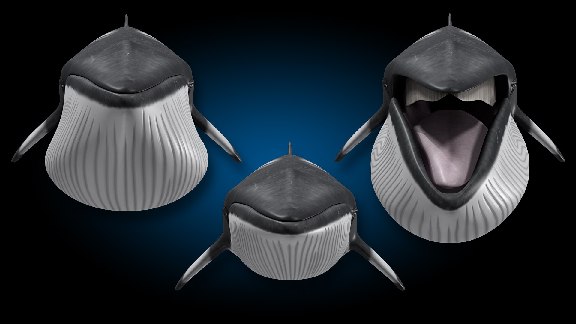 Minke Whale 3D - TurboSquid 2148501