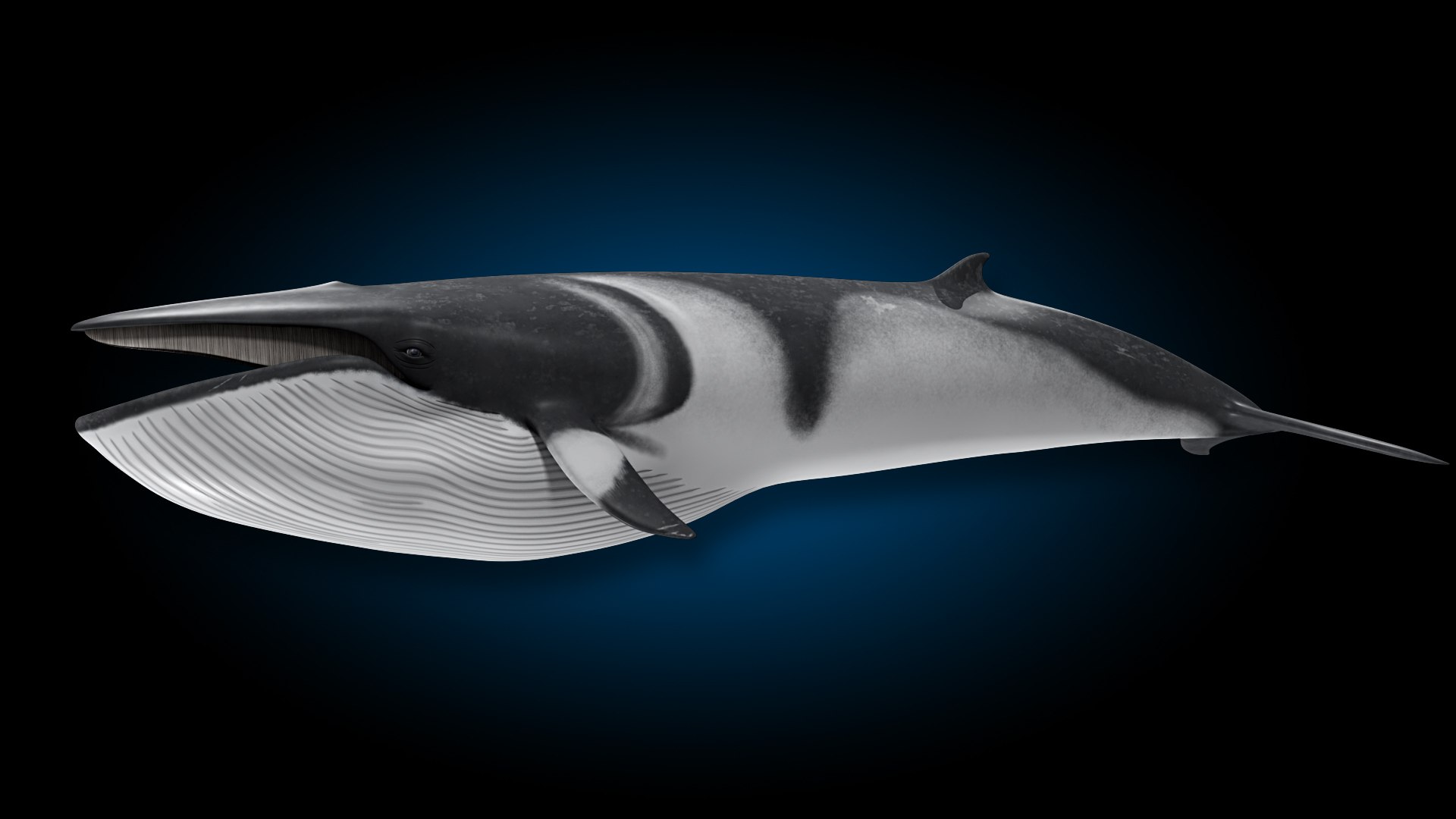 Minke Whale 3D - TurboSquid 2148501