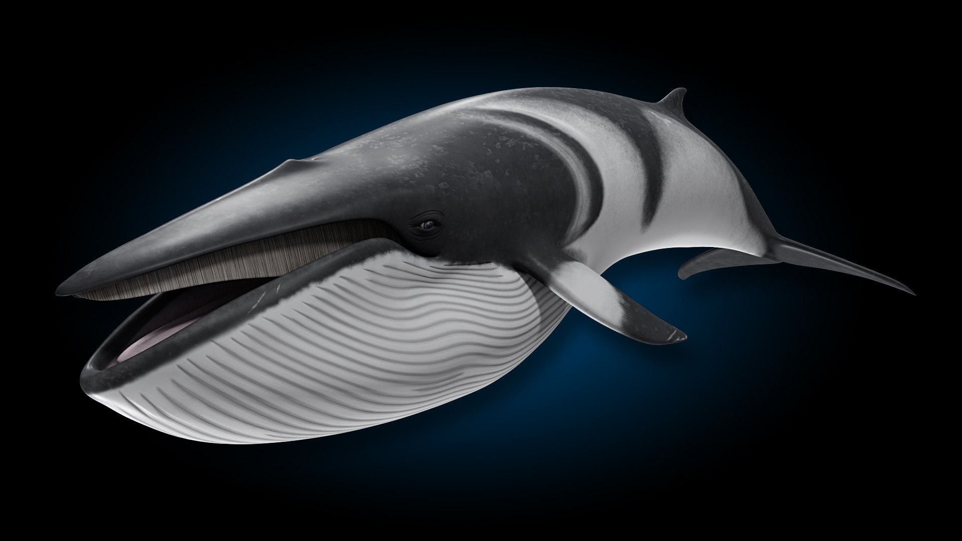 Minke Whale 3D - TurboSquid 2148501