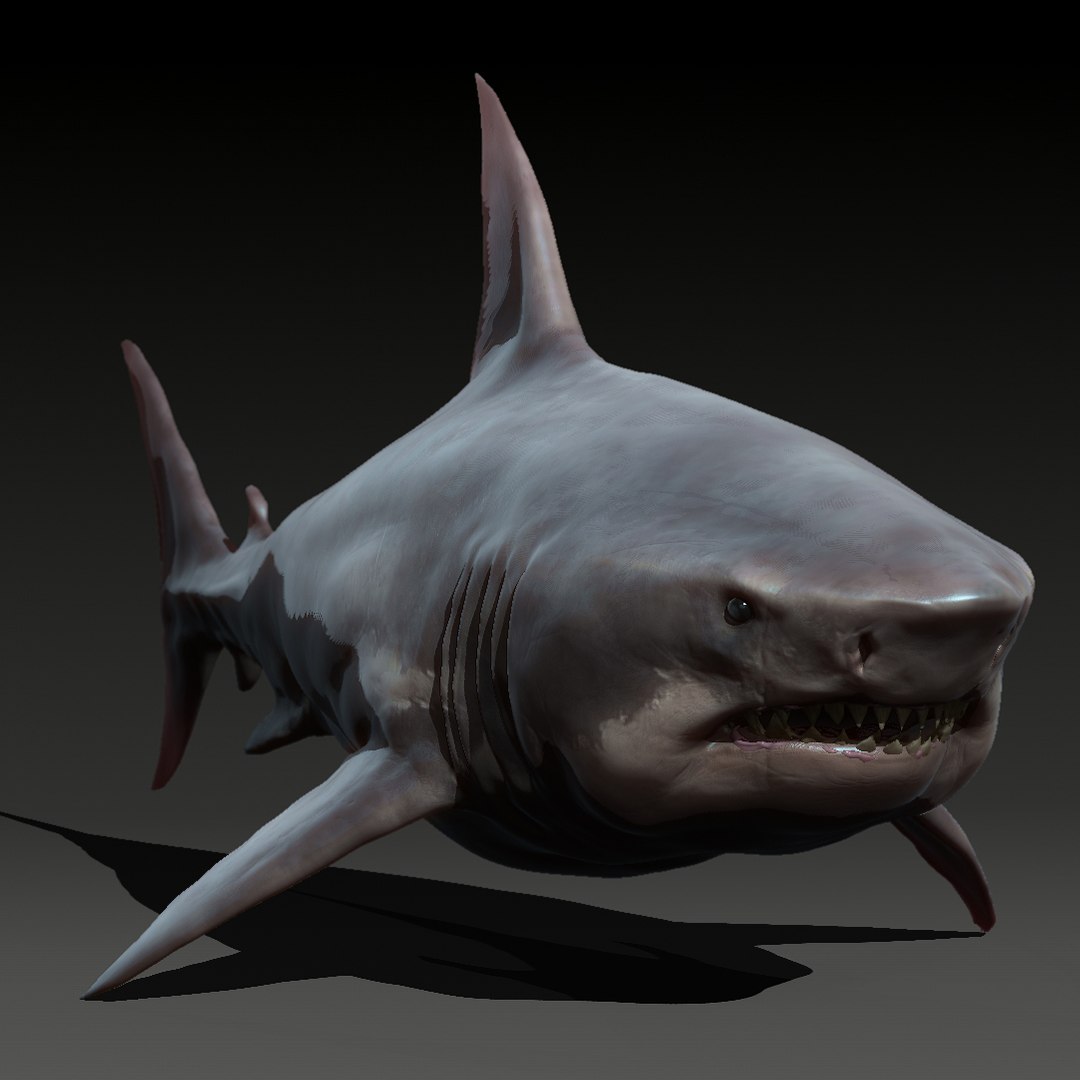 Animal shark 3D model - TurboSquid 1685570