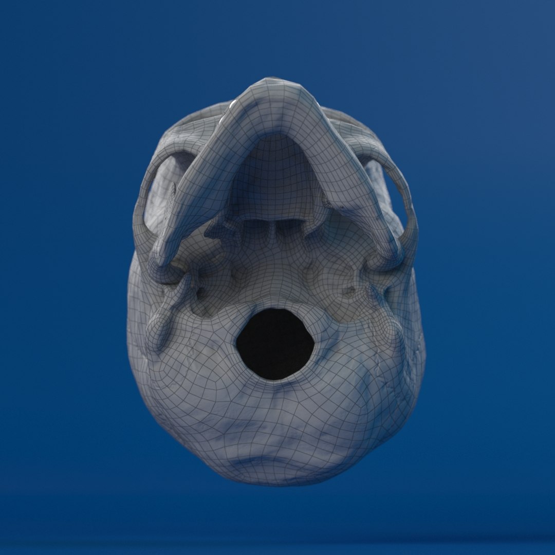 3D Female Skull Model - TurboSquid 1435711