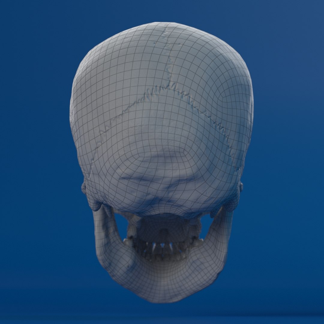 3D Female Skull Model - TurboSquid 1435711