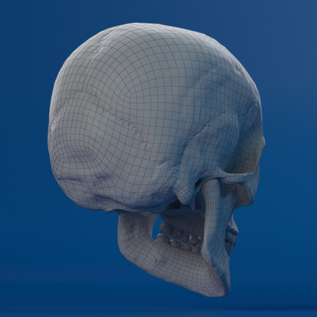 3D Female Skull Model - TurboSquid 1435711