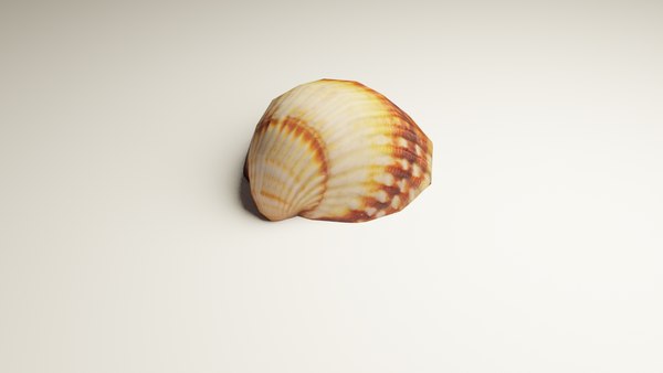 3D-Scanned Seashells - Set of 12 3D model - TurboSquid 1795646