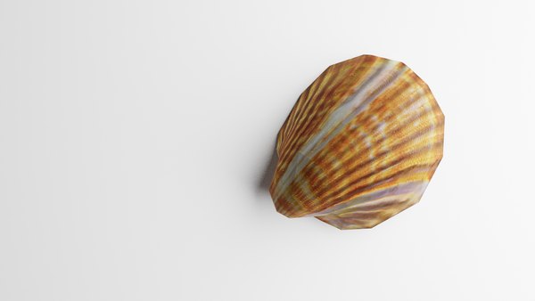 3D-Scanned Seashells - Set of 12 3D model - TurboSquid 1795646