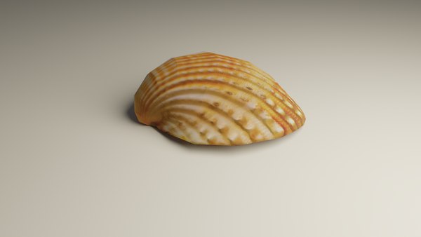 3D-Scanned Seashells - Set of 12 3D model - TurboSquid 1795646