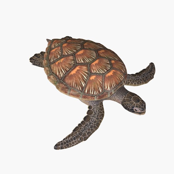 Turtle3Dモデル - TurboSquid 2025441