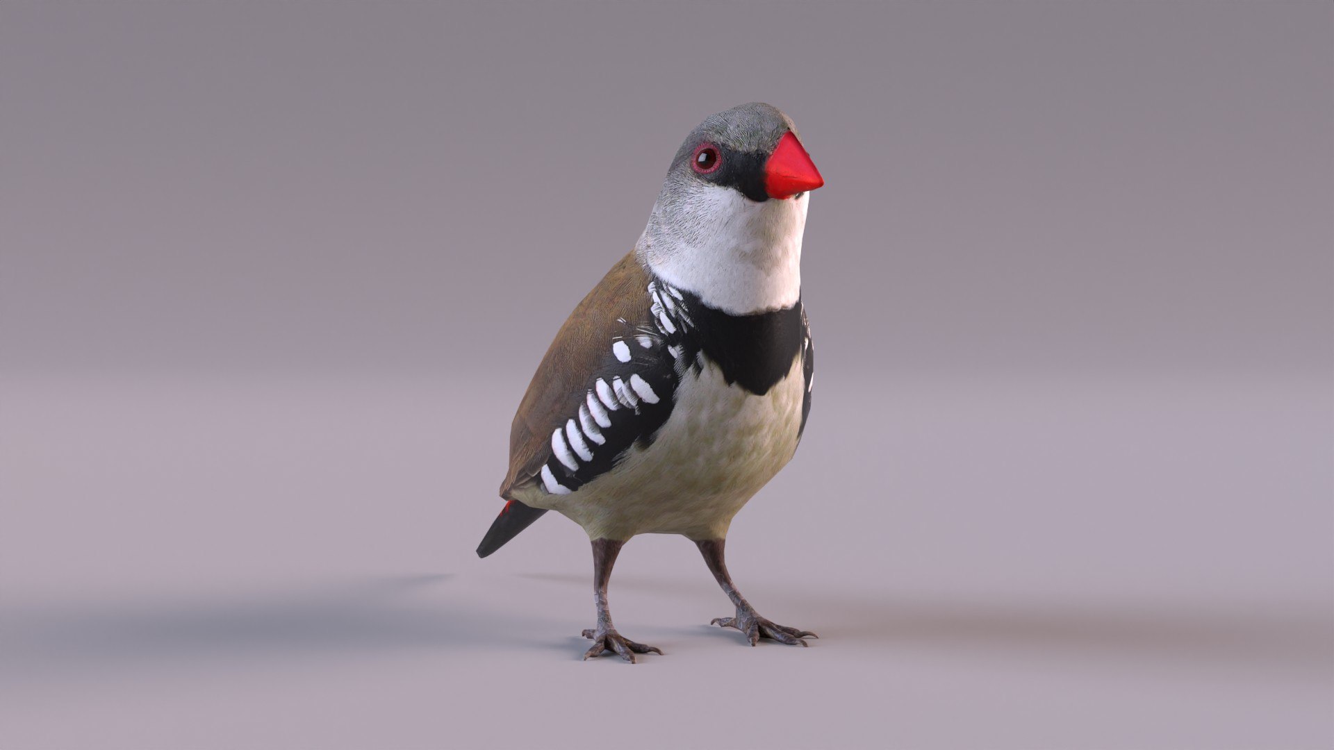Diamond Firetail Finch 3D model - TurboSquid 1903990