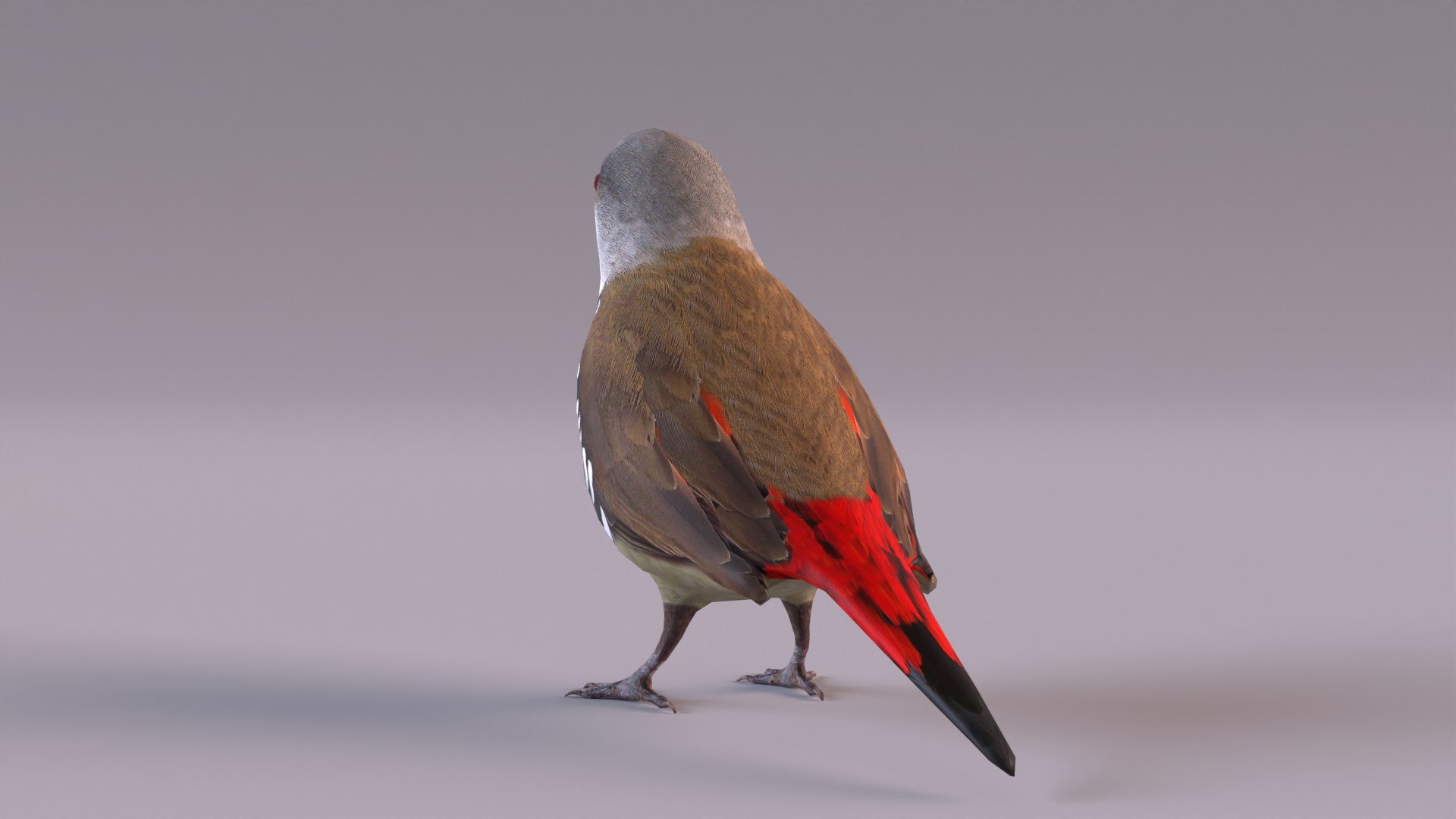 Diamond Firetail Finch 3D model - TurboSquid 1903990