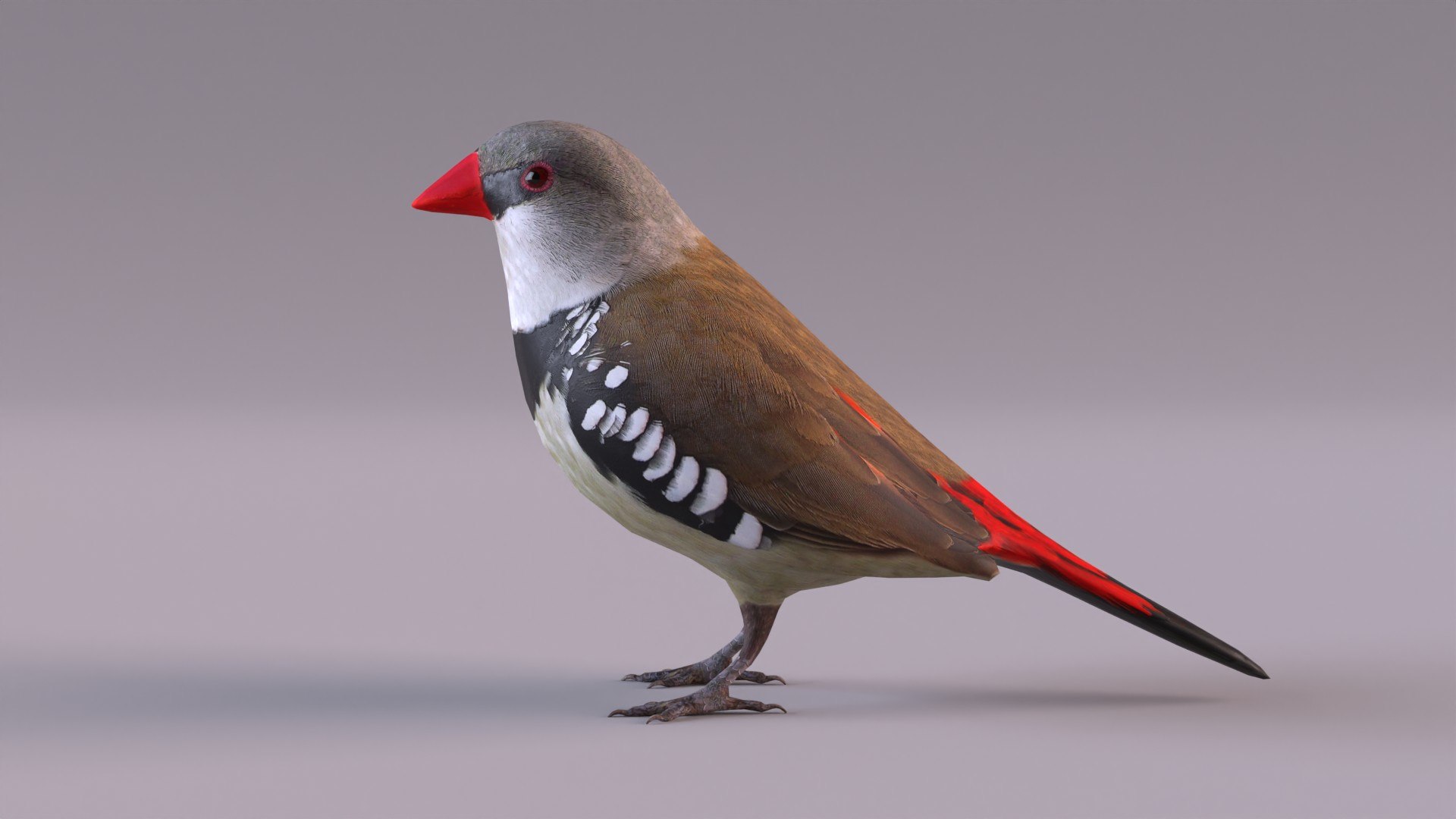 Diamond Firetail Finch 3D model - TurboSquid 1903990
