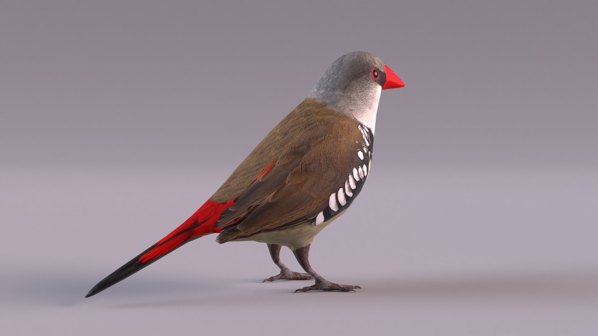 Diamond Firetail Finch 3D model - TurboSquid 1903990