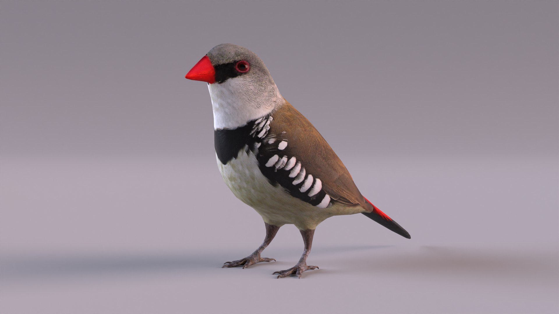 Diamond Firetail Finch 3D model - TurboSquid 1903990