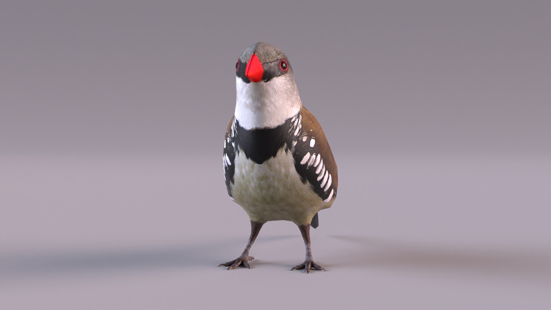 Diamond Firetail Finch 3D model - TurboSquid 1903990