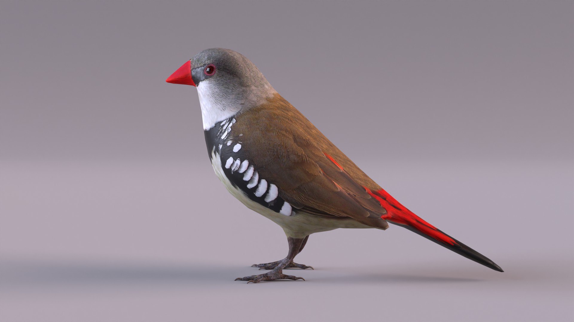 Diamond Firetail Finch 3D model - TurboSquid 1903990