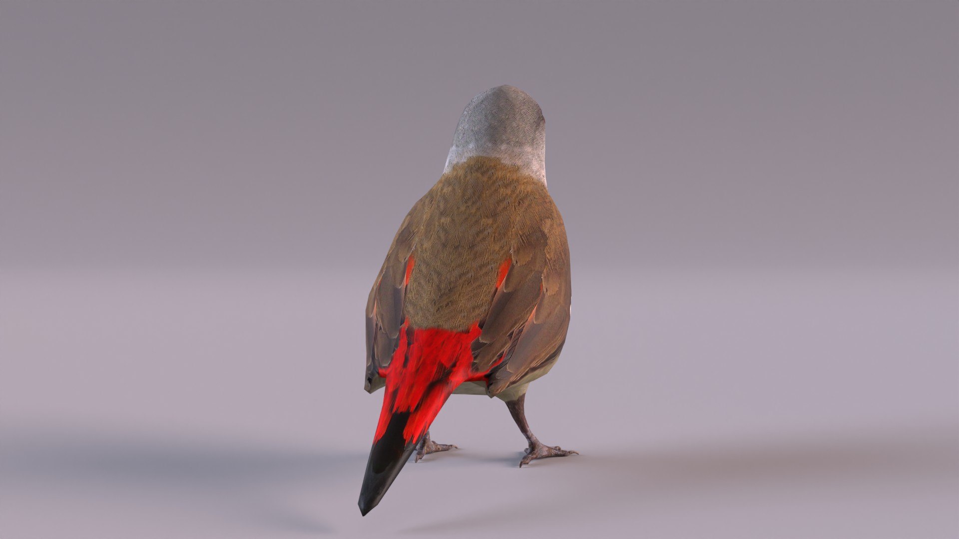 Diamond Firetail Finch 3D model - TurboSquid 1903990