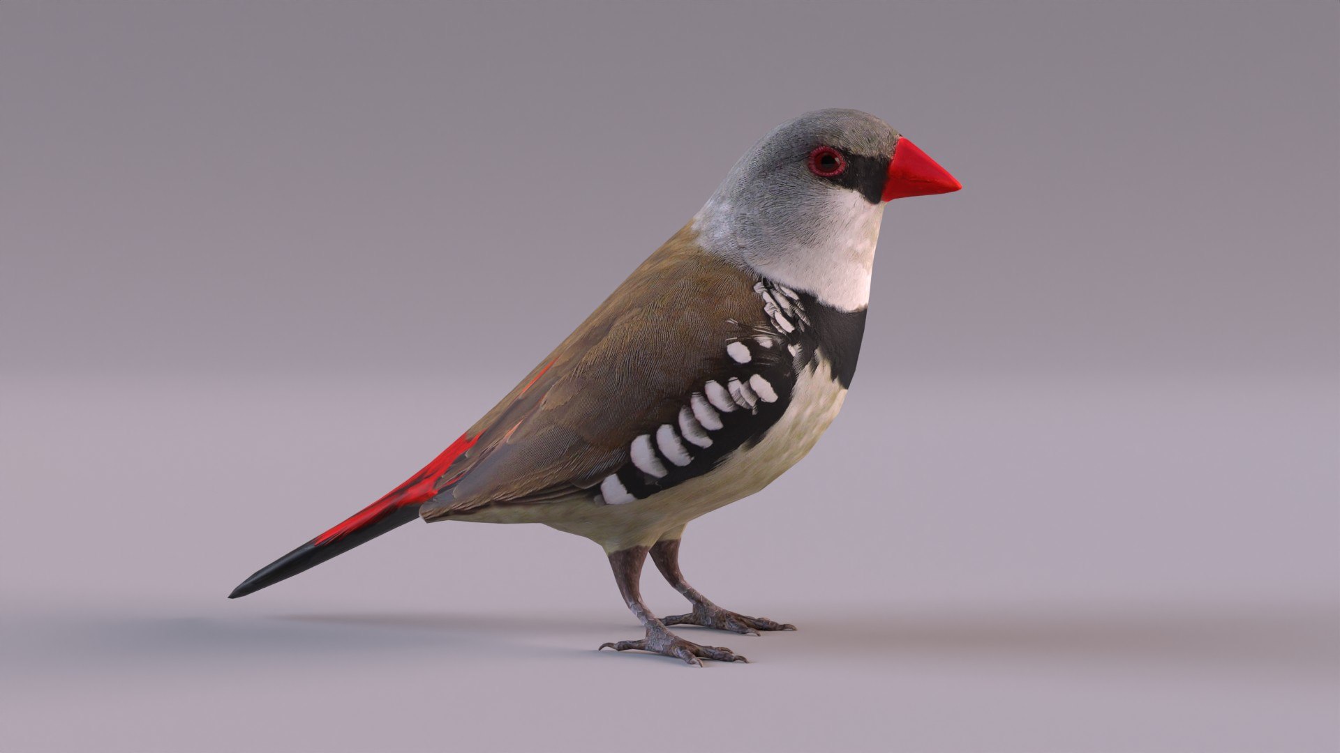 Diamond Firetail Finch 3D model - TurboSquid 1903990