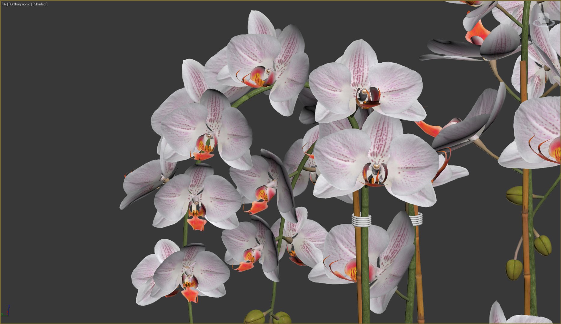 3D Orchid Flowering Model - TurboSquid 1476640