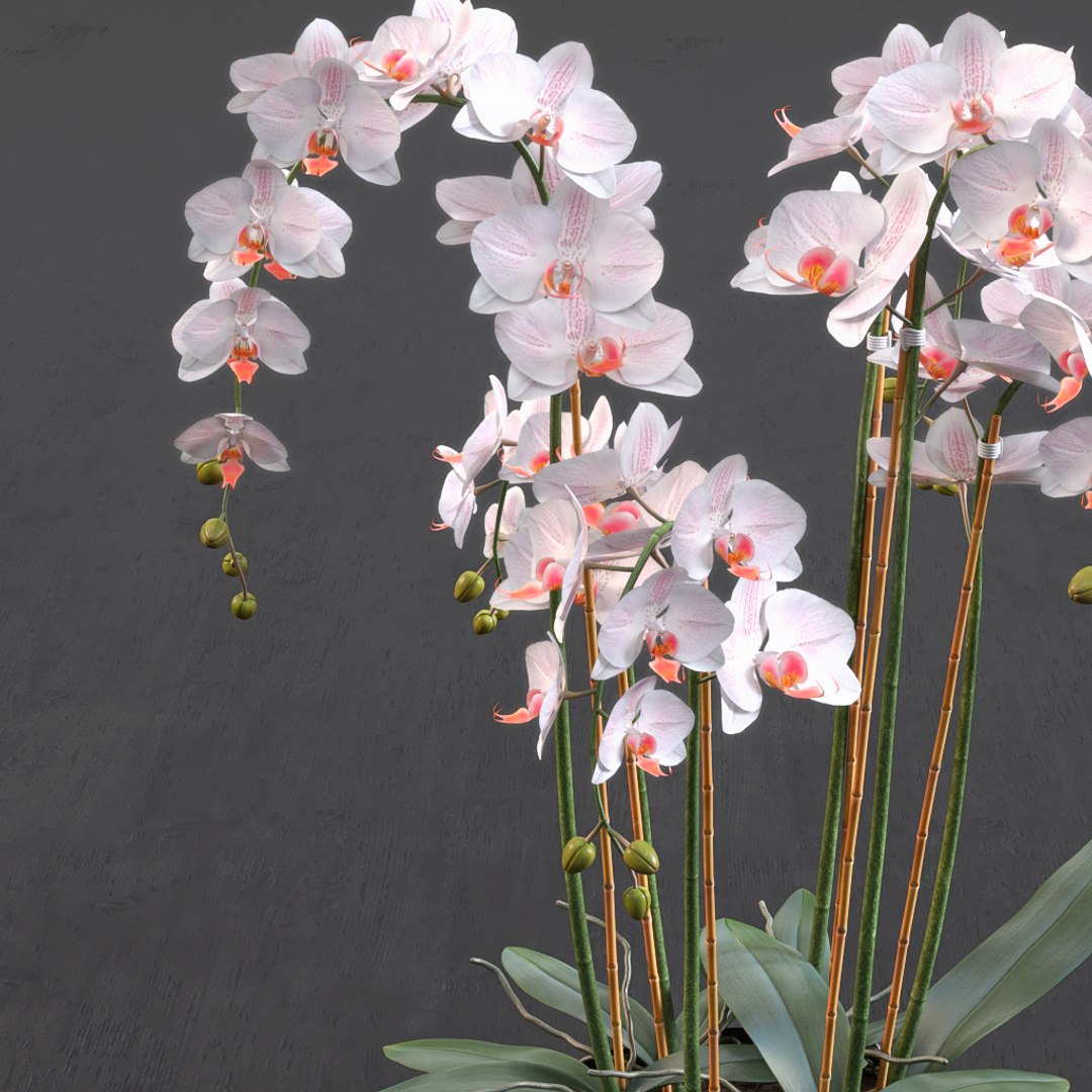 3D Orchid Flowering Model - TurboSquid 1476640