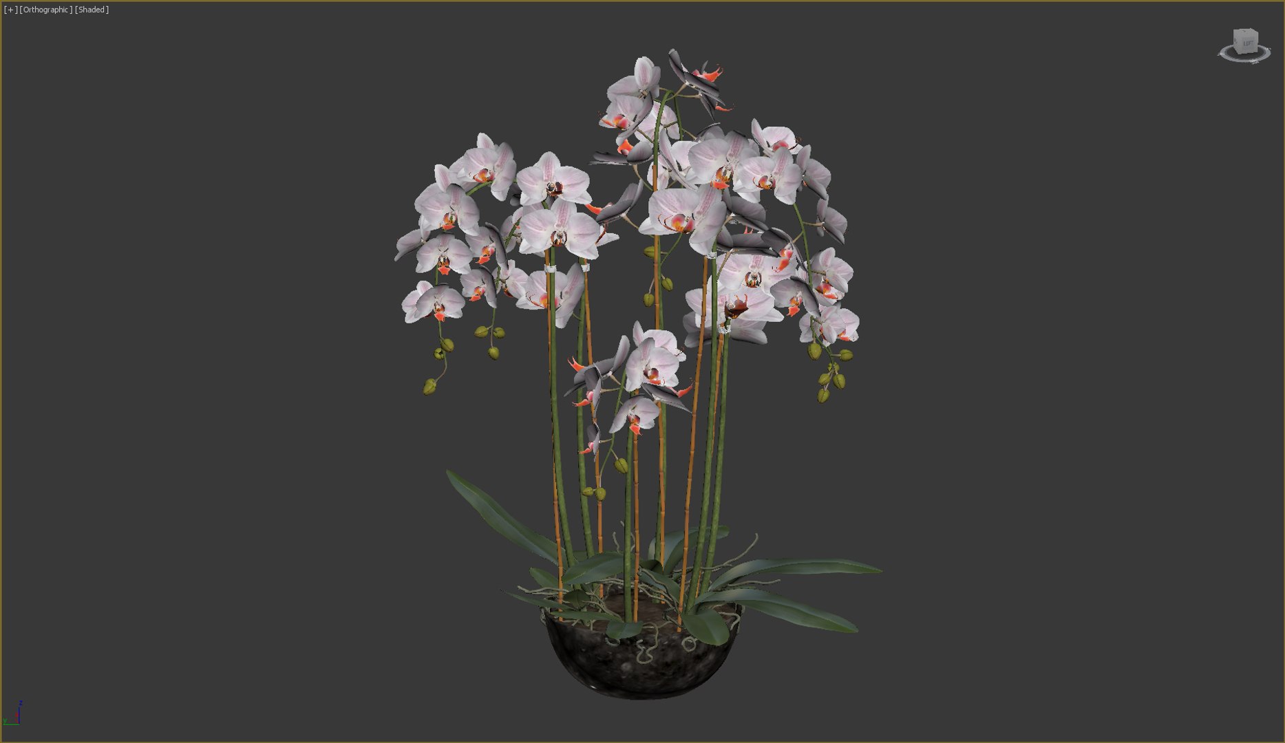 3D Orchid Flowering Model - TurboSquid 1476640