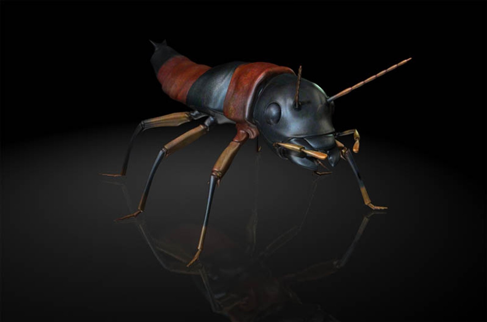 Rove Beetle Staphylinidae Model - TurboSquid 1327075