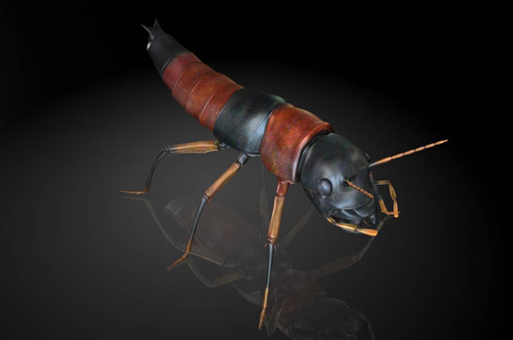 Rove Beetle Staphylinidae Model - TurboSquid 1327075